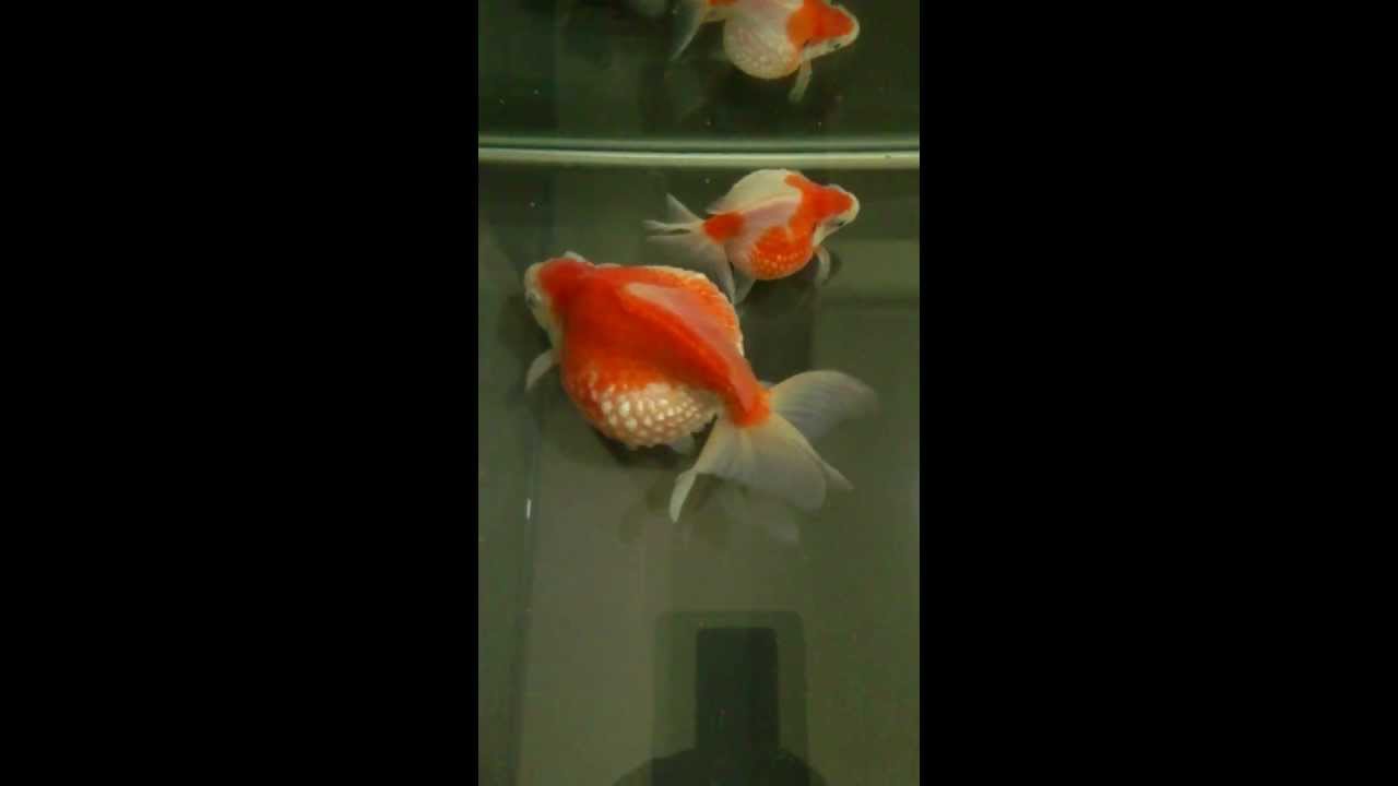 Ping Pong Goldfish - YouTube