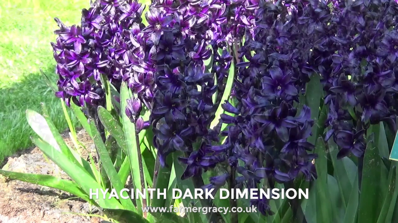 Hyacinth 'Dark Dimension' ("black hyacinth") - FarmerGracy.co.uk - YouTube