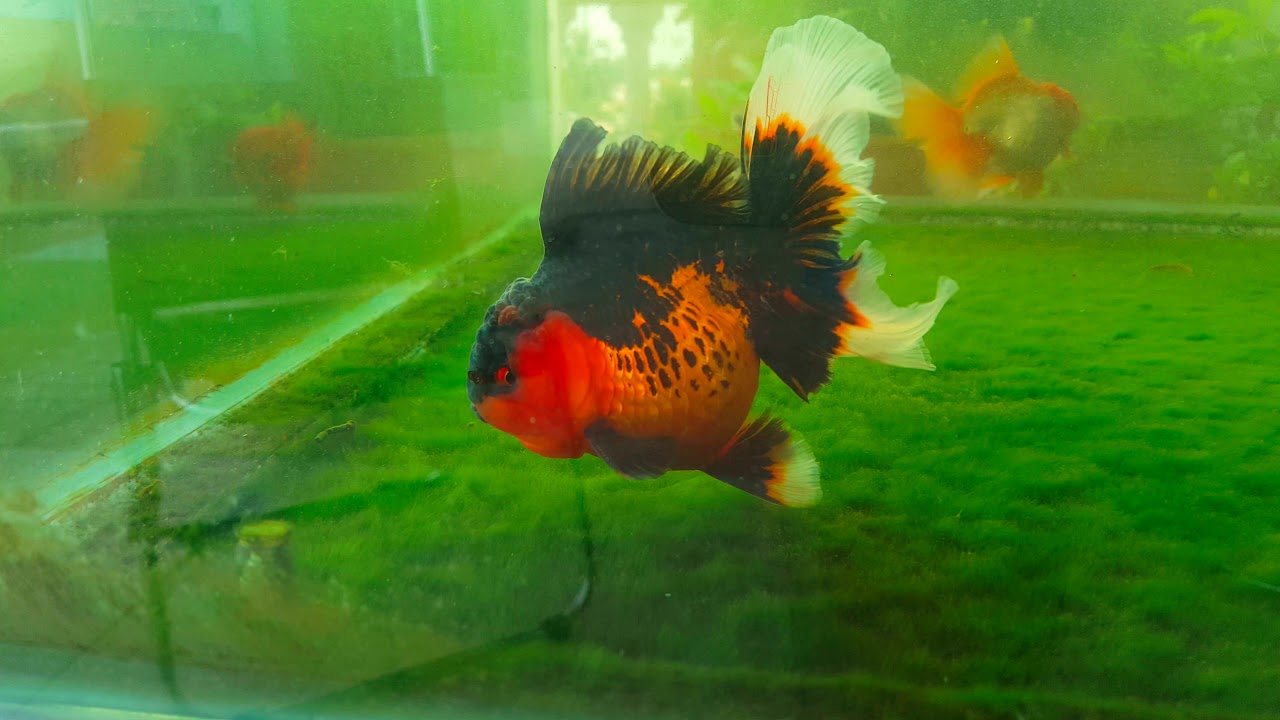 Apache oranda - YouTube