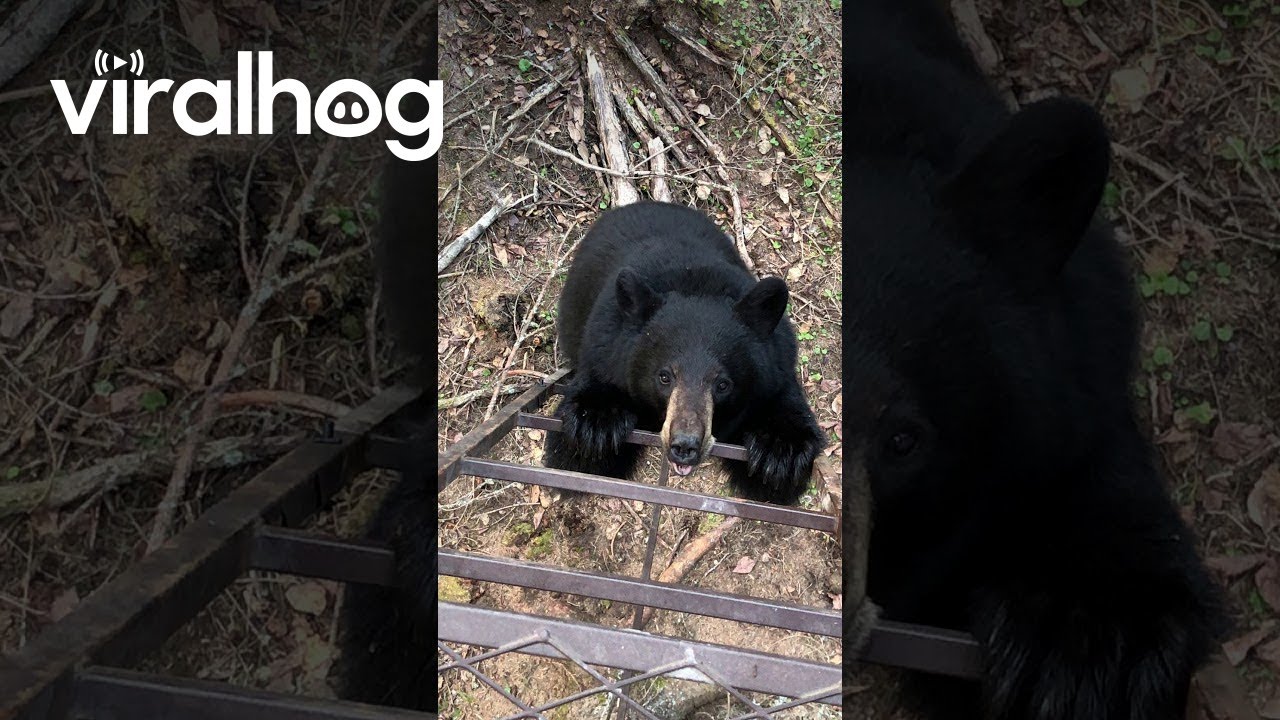 Curious Black Bear Climbs Ladder || ViralHog - YouTube