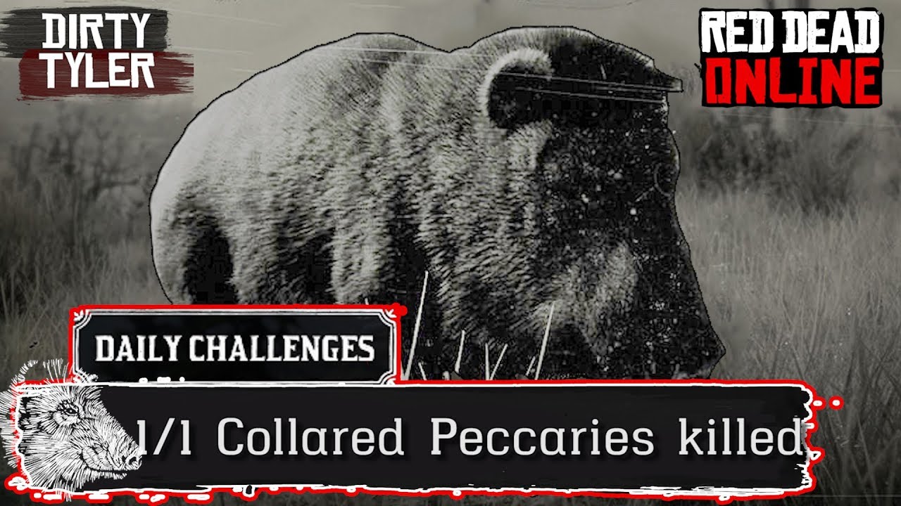 Collared Peccary Pig RDR2 Daily Challenges Peccaries Location Red Dead ...