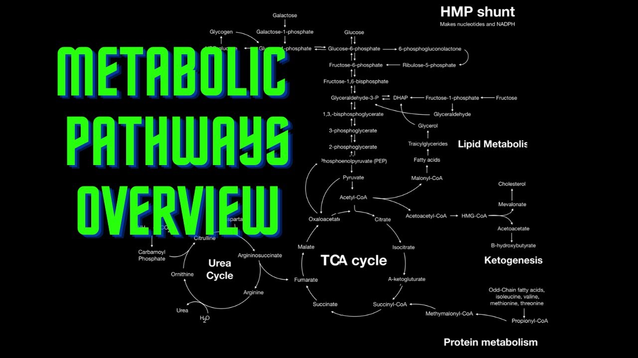USMLE Step 1 - Lesson 54 - Metabolic Pathways Overview - YouTube
