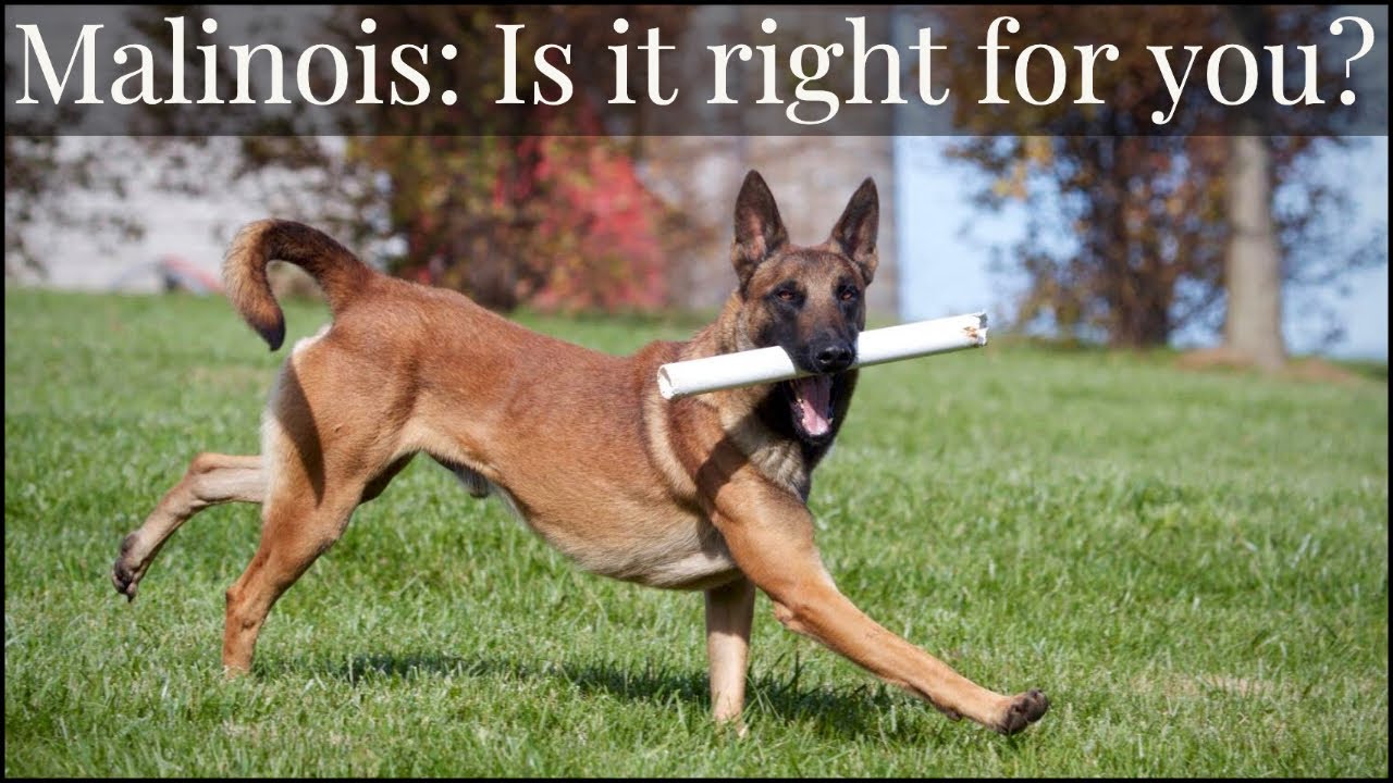 Belgian Malinois | Is It Right For You? - YouTube
