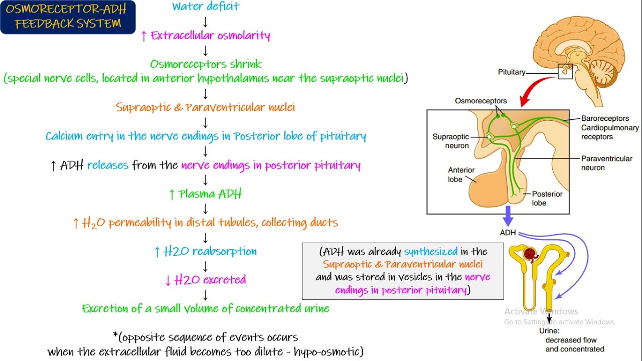 Anti-Diuretic Hormone (ADH). Posterior Pituitary Hormone. Chapter 76 ...