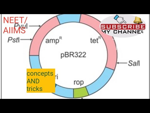 NEET/AIIMS/ NCERT biotechnology cloning vector pBR322 CONCEPTS AND ...