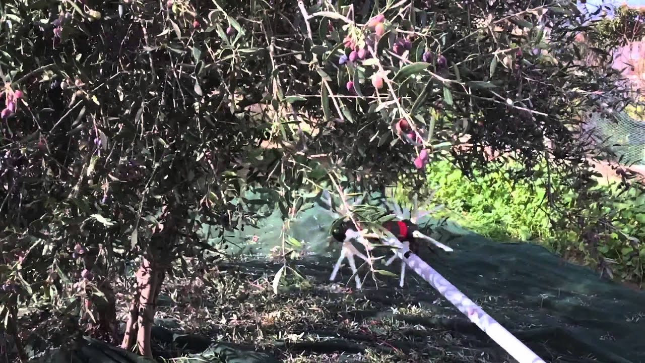 Βέργα για τις ελιες αργή κινηση1080p slow motion - YouTube