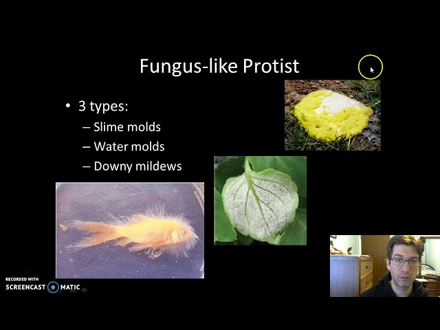 Water Mold Protist