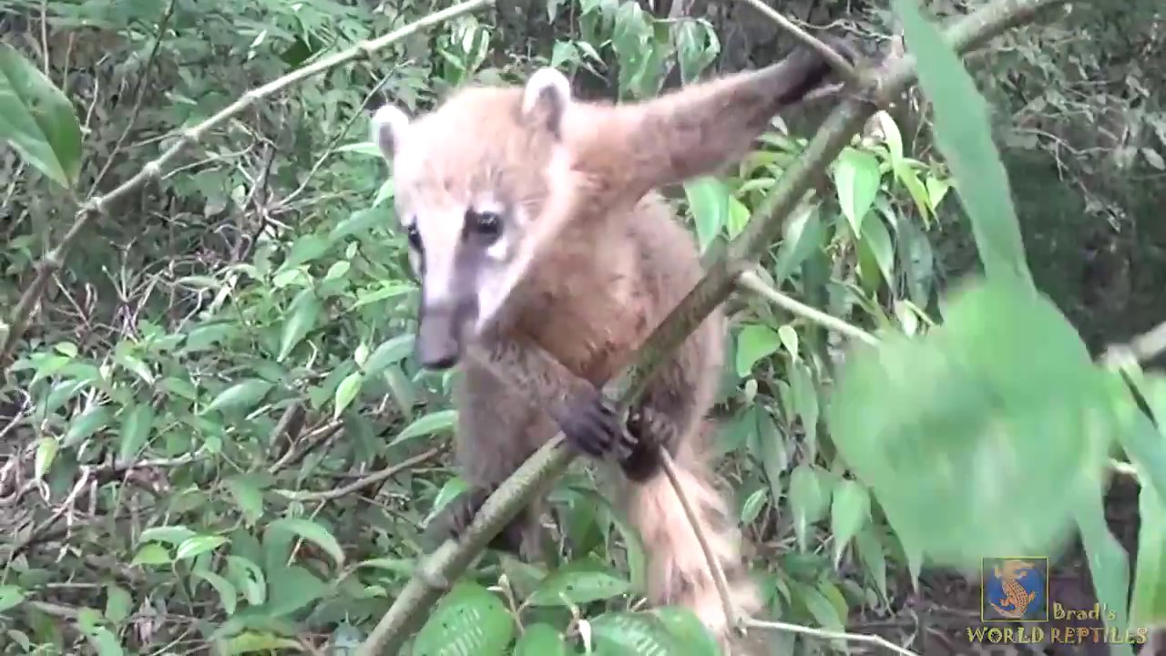 Coati Mundi's practicing their tree climbing skills! - YouTube