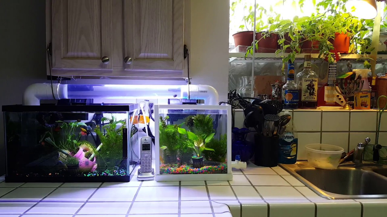 Dual draining fishtanks with water bridge - YouTube