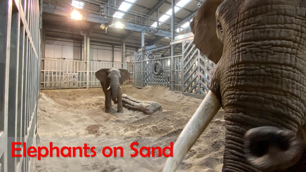 Zoo Elephants on sand, adding 100 tones to the house! - YouTube