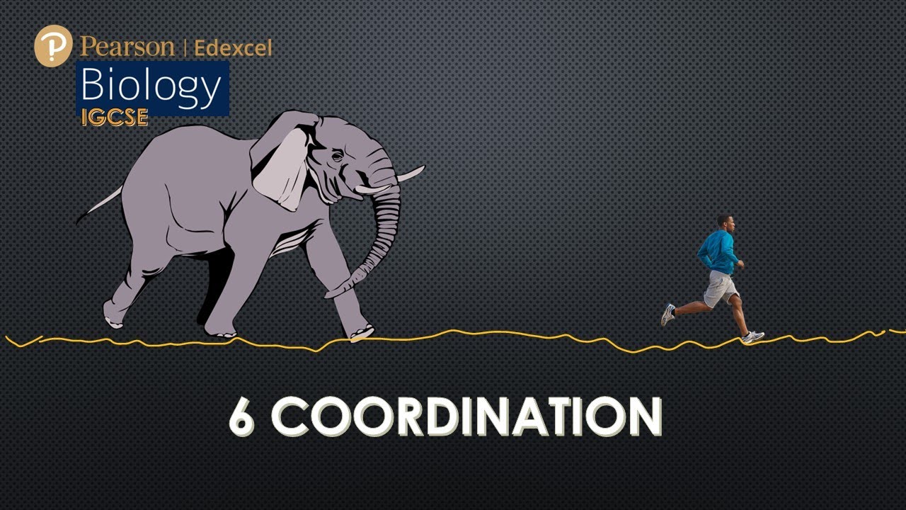 EDEXCEL IGCSE BIOLOGY COORDINATION - YouTube