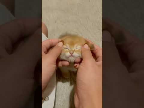 parraa😘😘😘#shorts #cute #trending #cat