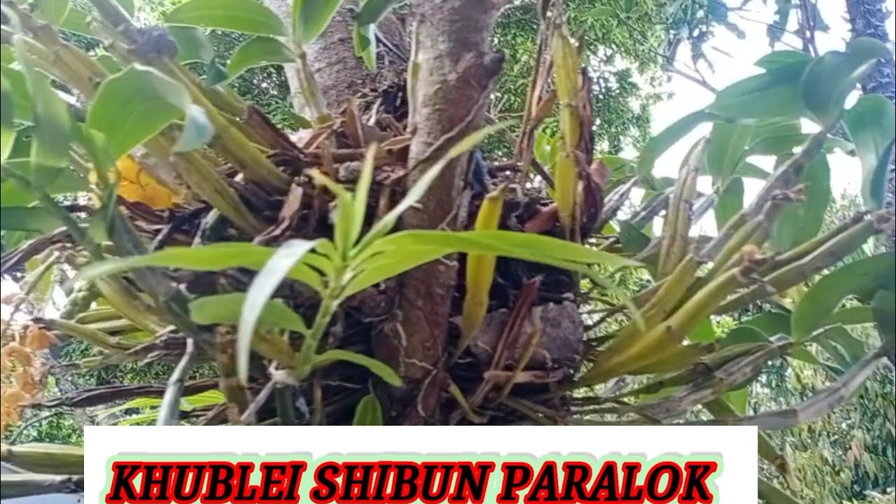 Khublei shibun paralok 🙏/To nang iai kyrshan shuh² ianga /To u Blei un ...