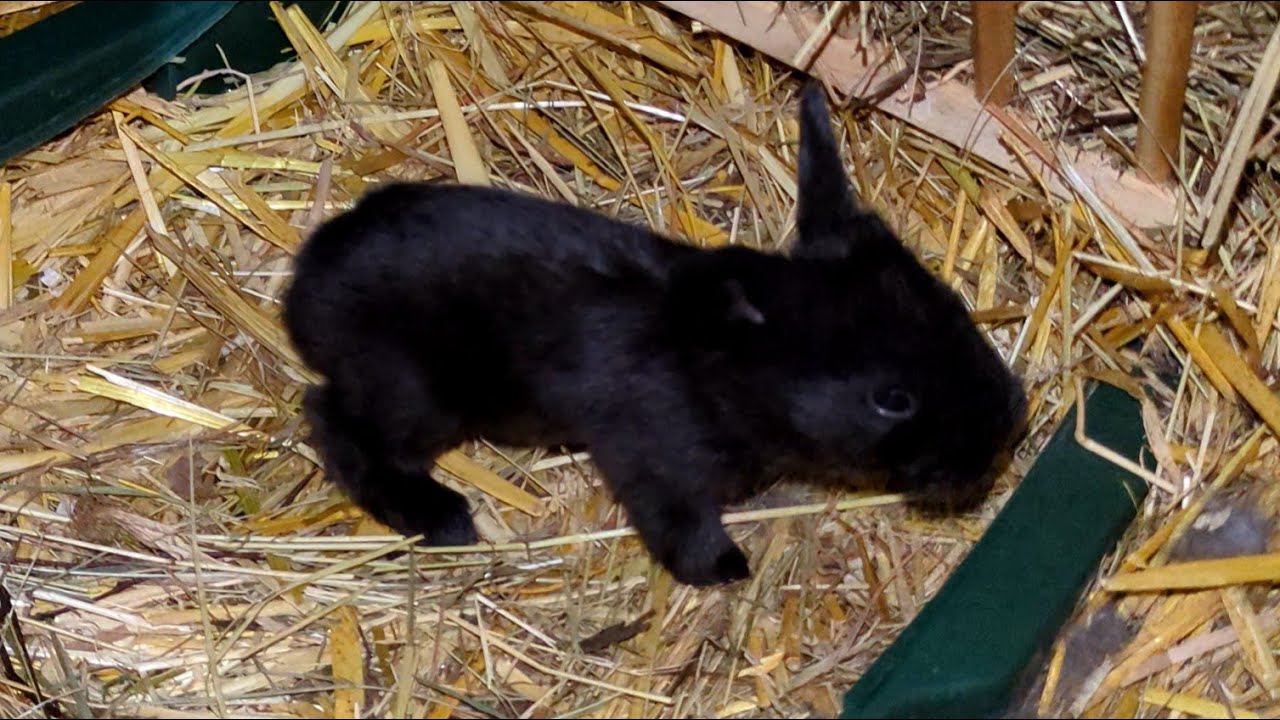 🐰🐣Baby Bunny takes a first walk and parents enjoy a feast🥕🐇 - YouTube