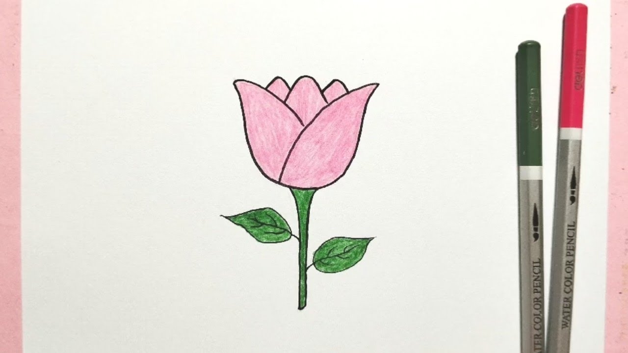 Cara menggambar bunga tulip - Flower drawing - YouTube