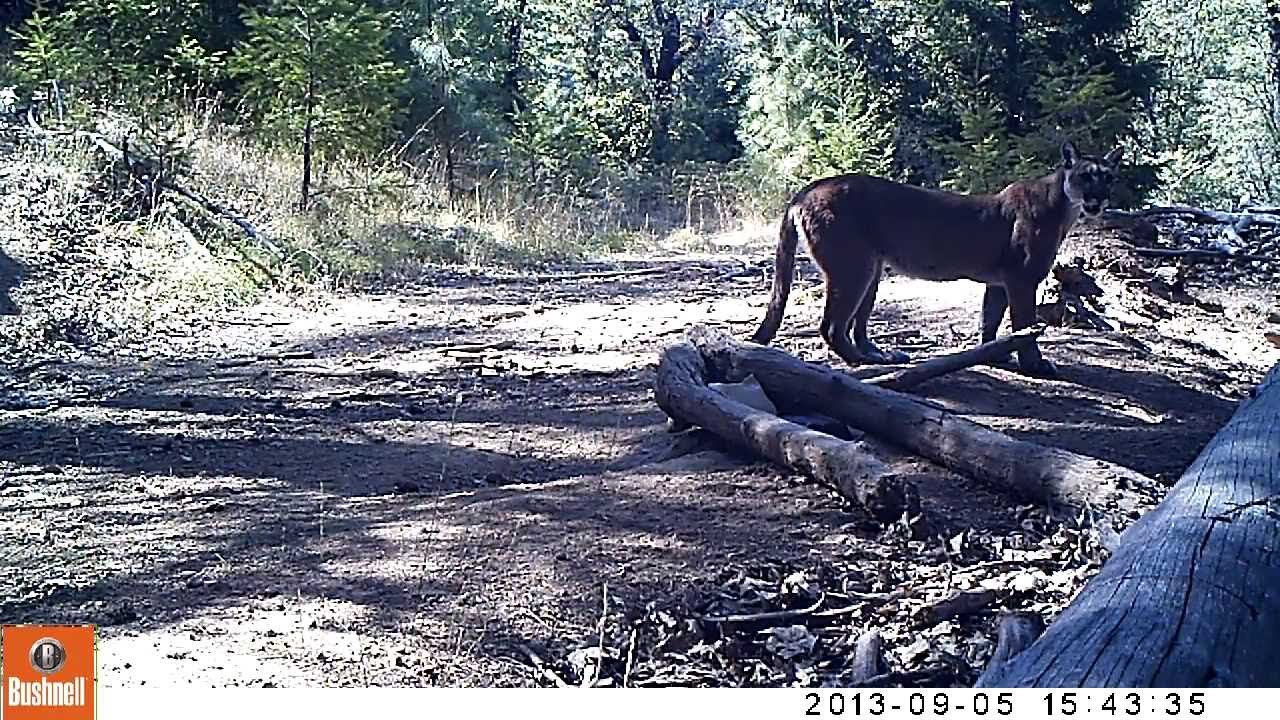 Mountain Lion calling to its cub? - YouTube