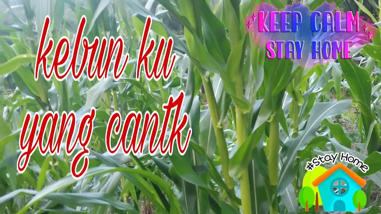 My beautiful view/kebun di kampung - YouTube