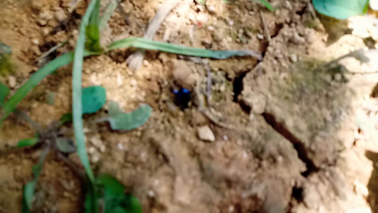 Besouro do coco - YouTube