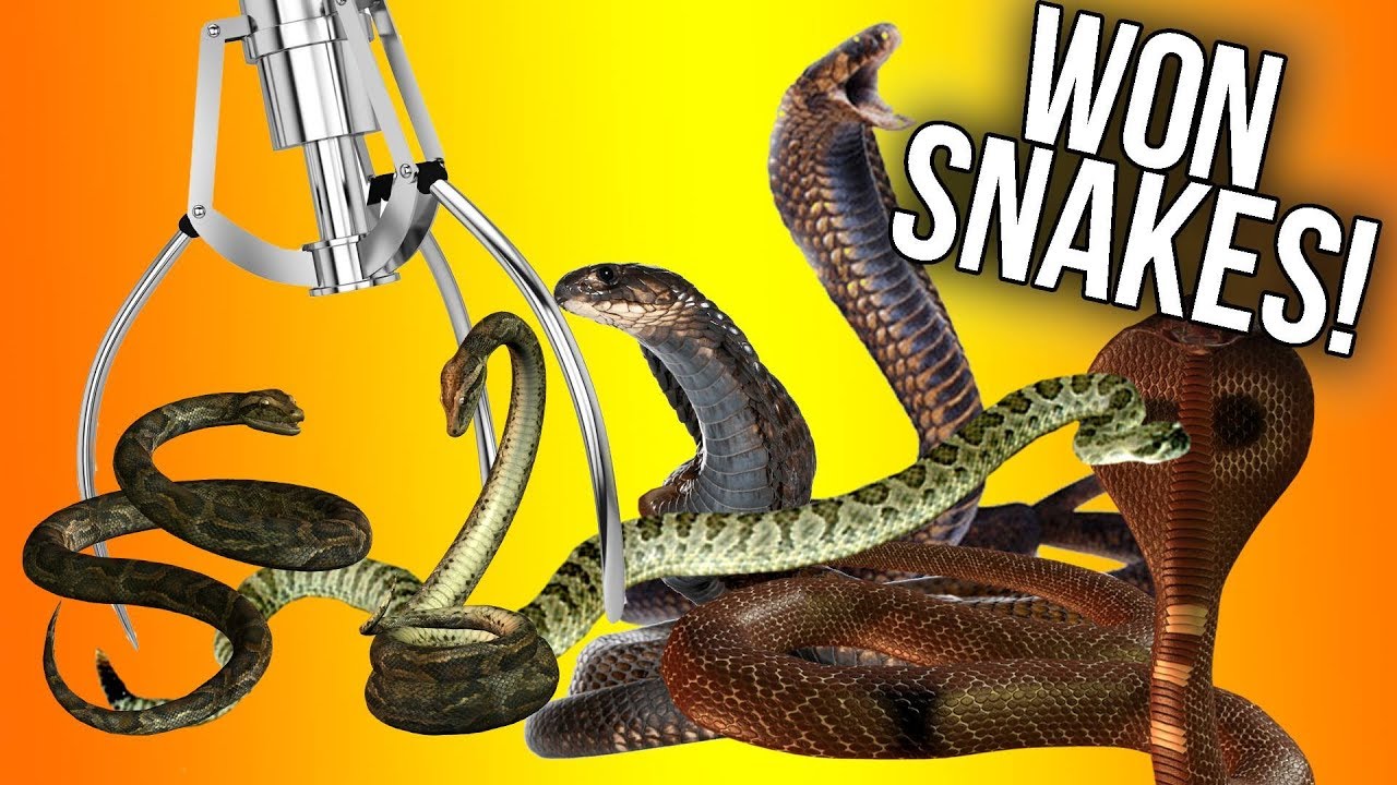 WON SNAKES FROM THE CLAW MACHINE?! - YouTube