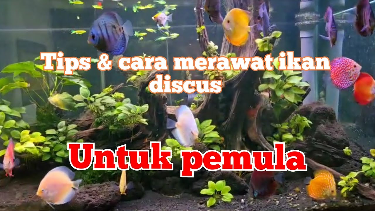 Tips dan cara merawat ikan discus untuk pemula - YouTube