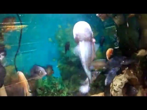 Kendini Sevdiren Balık - Osman