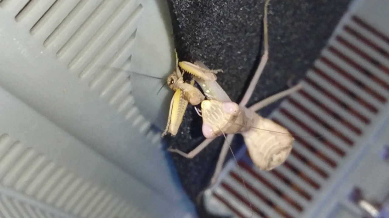 african praying mantis feeding - YouTube