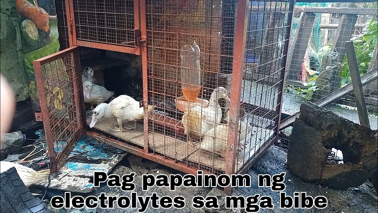 Pag papainom Ng elictrolytes sa mga bibe - YouTube