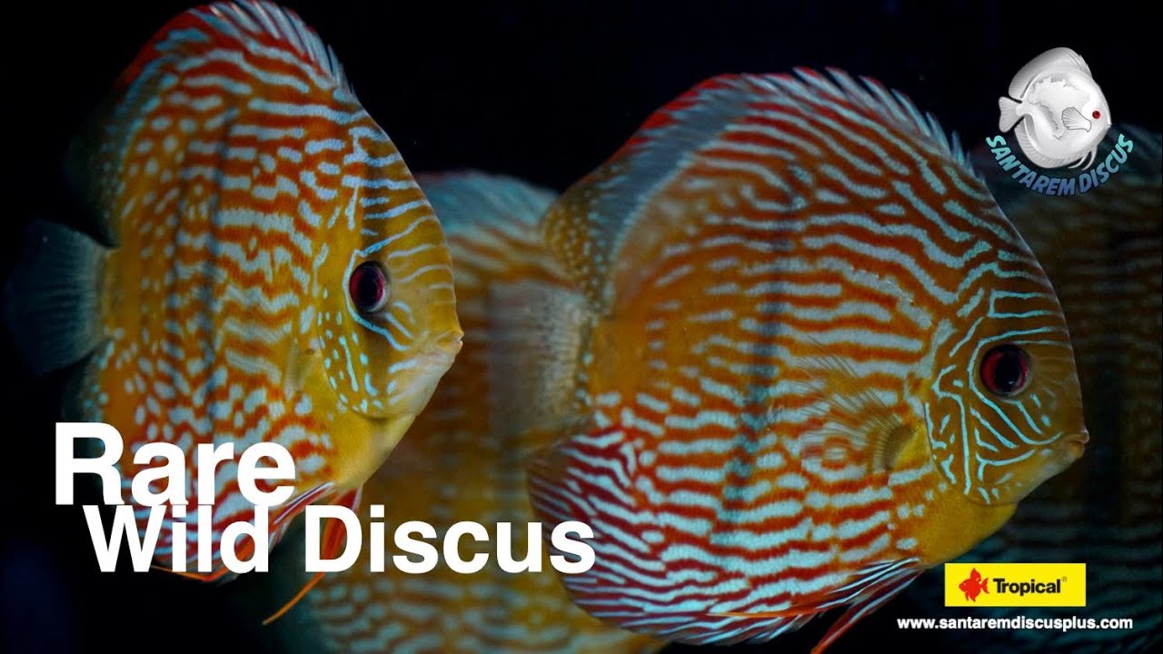 Rare Golden Wild Discus ready to breeding www.santaremdiscusplus.com ...