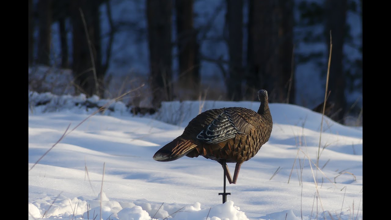 SPRING TURKEY HUNT 2020 OPENER! NEBRASKA! 6INCES OF SNOW!!! - YouTube