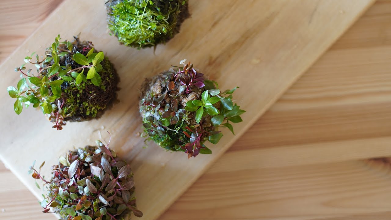 How to plant a Wabi-Kusa Part 2 - YouTube