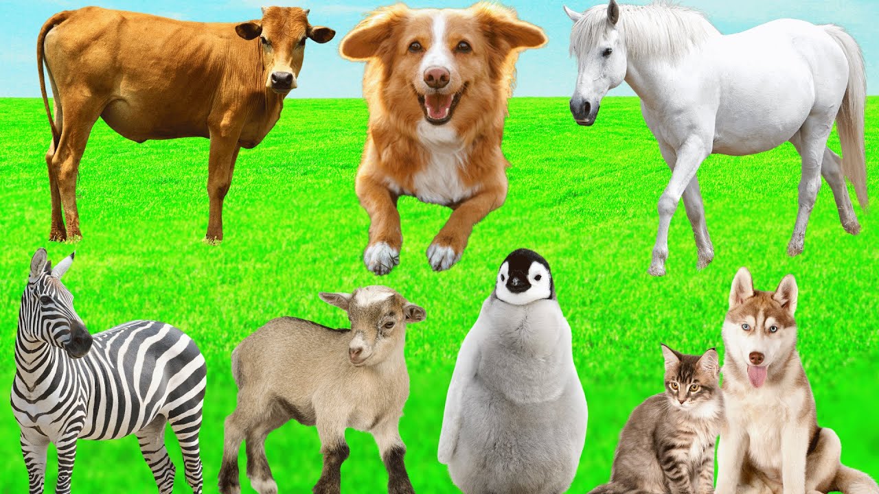 "Calming Animal Sounds : Relax with Birds, Wolves, Elephants, Cat, Cow ...