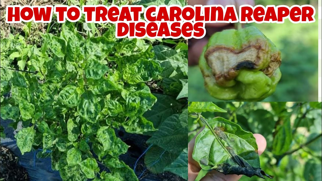 Common Diseases in Carolina Reaper and Its Treatment - YouTube