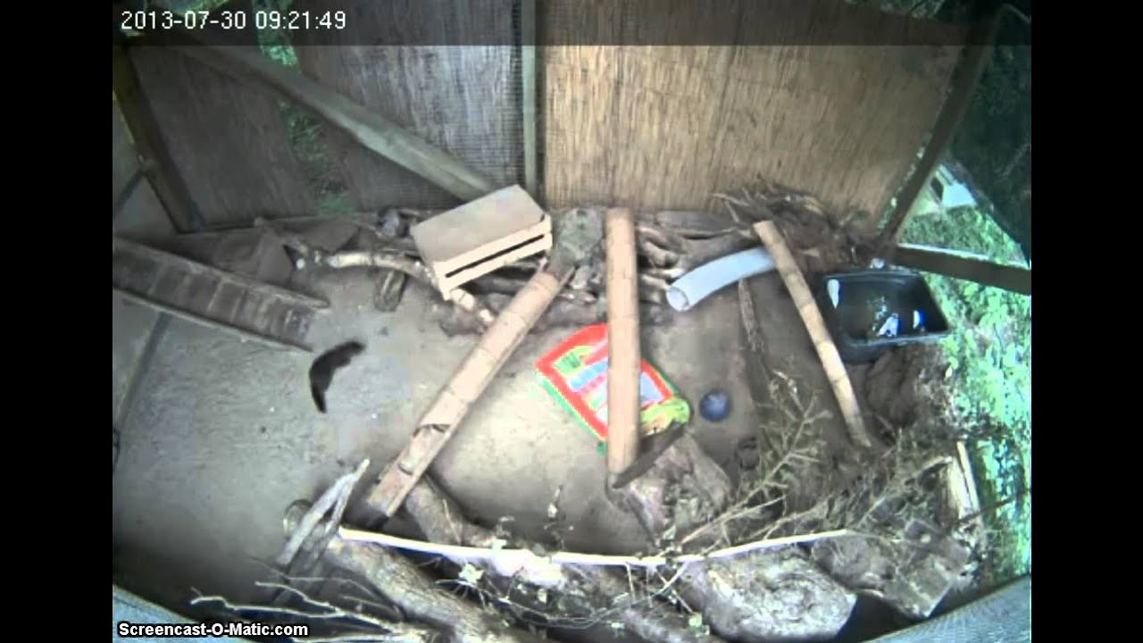 Naarits 30.07.2013 - YouTube