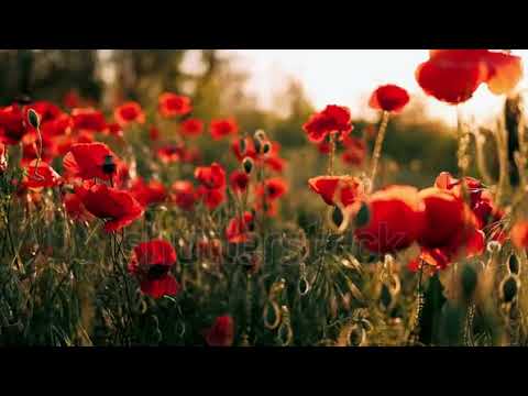 stock footage poppy field at sunset red poppies and other wildflowers in sunset light summer nature
