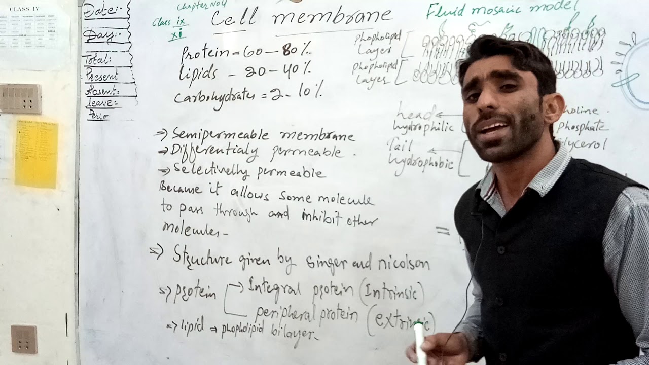 Bio. XI and IX Cell membrane - YouTube