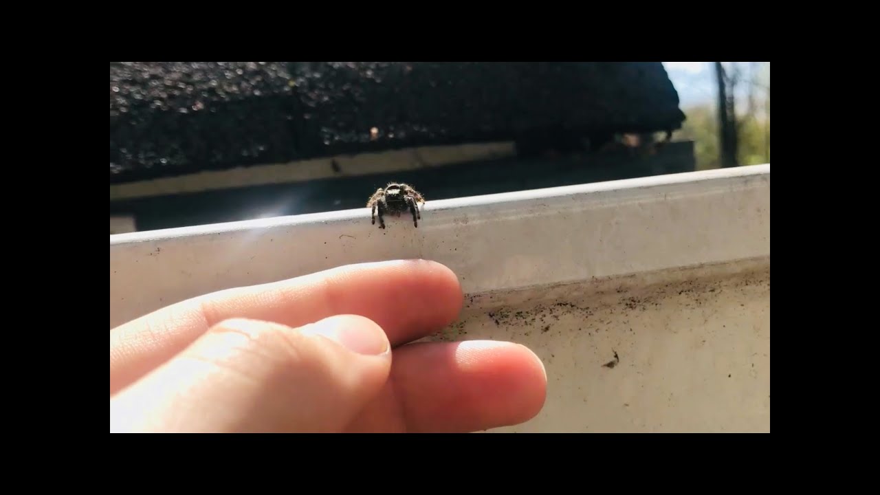 Playing with a jumping spider - YouTube