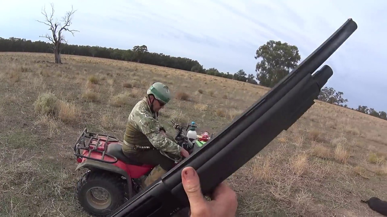 Charging boar day two pig hunt June Long weekend (Viewer discretion ...