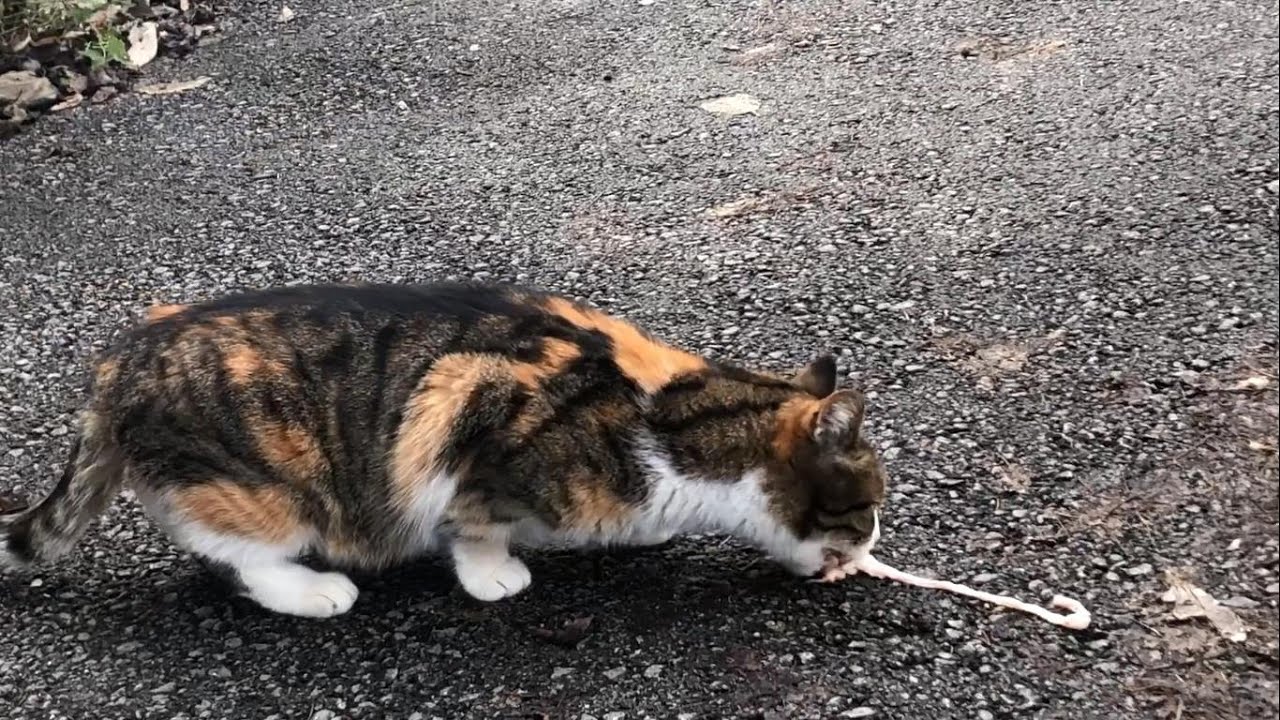 Kitten & Cat eating chicken - YouTube