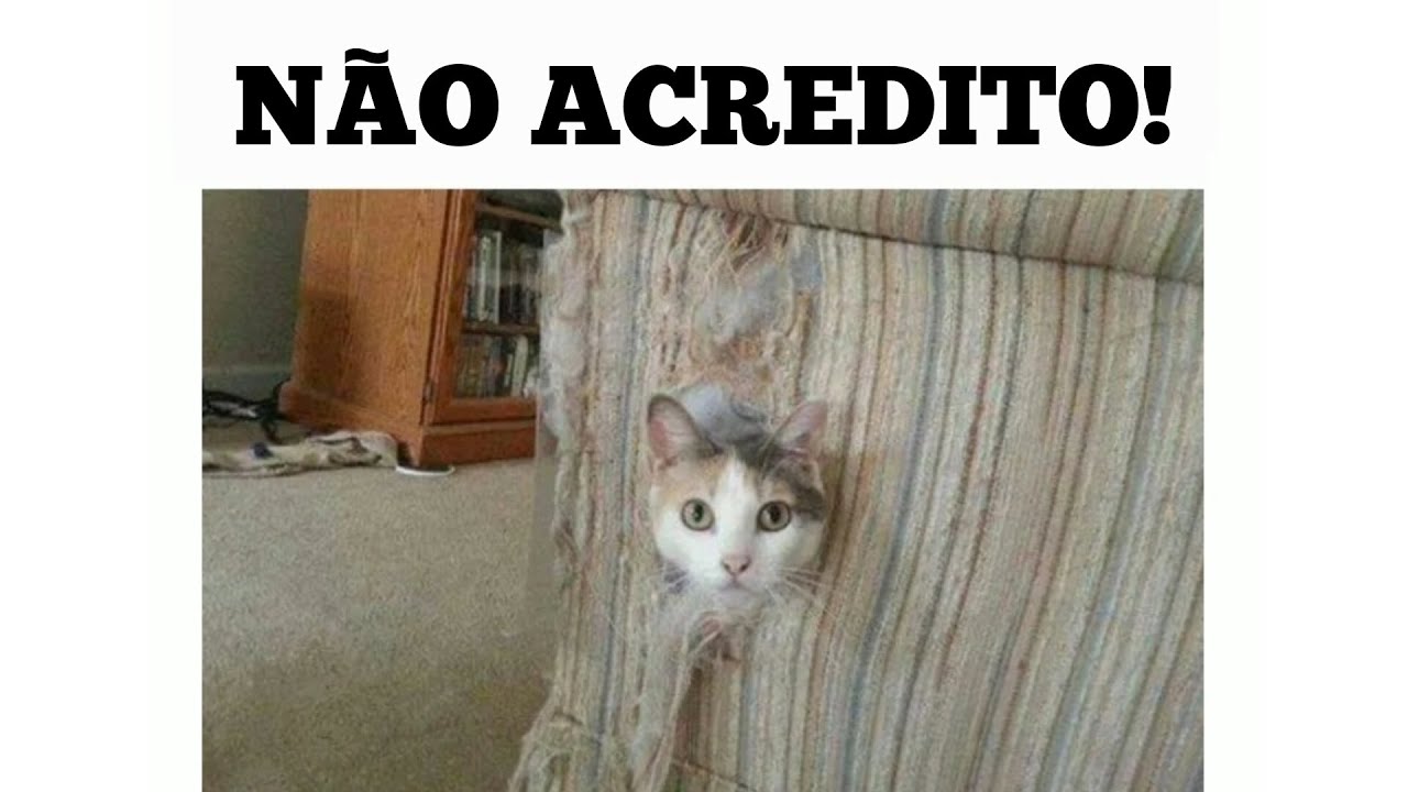 MELHORES MEMES EM IMAGENS - NÃO ACREDITO! - YouTube
