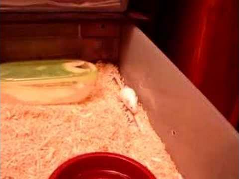 Ball Python Eating 1.29.08 - YouTube