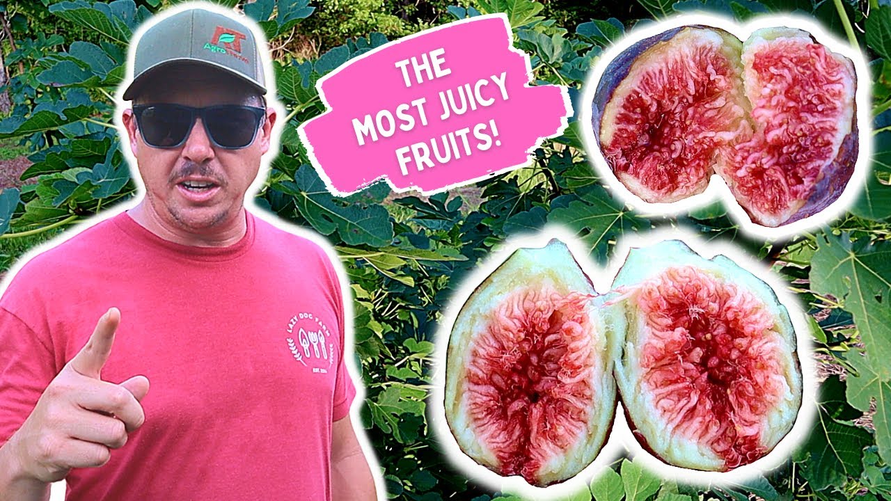 THE BEST FRUIT YOU'VE NEVER HAD! - YouTube