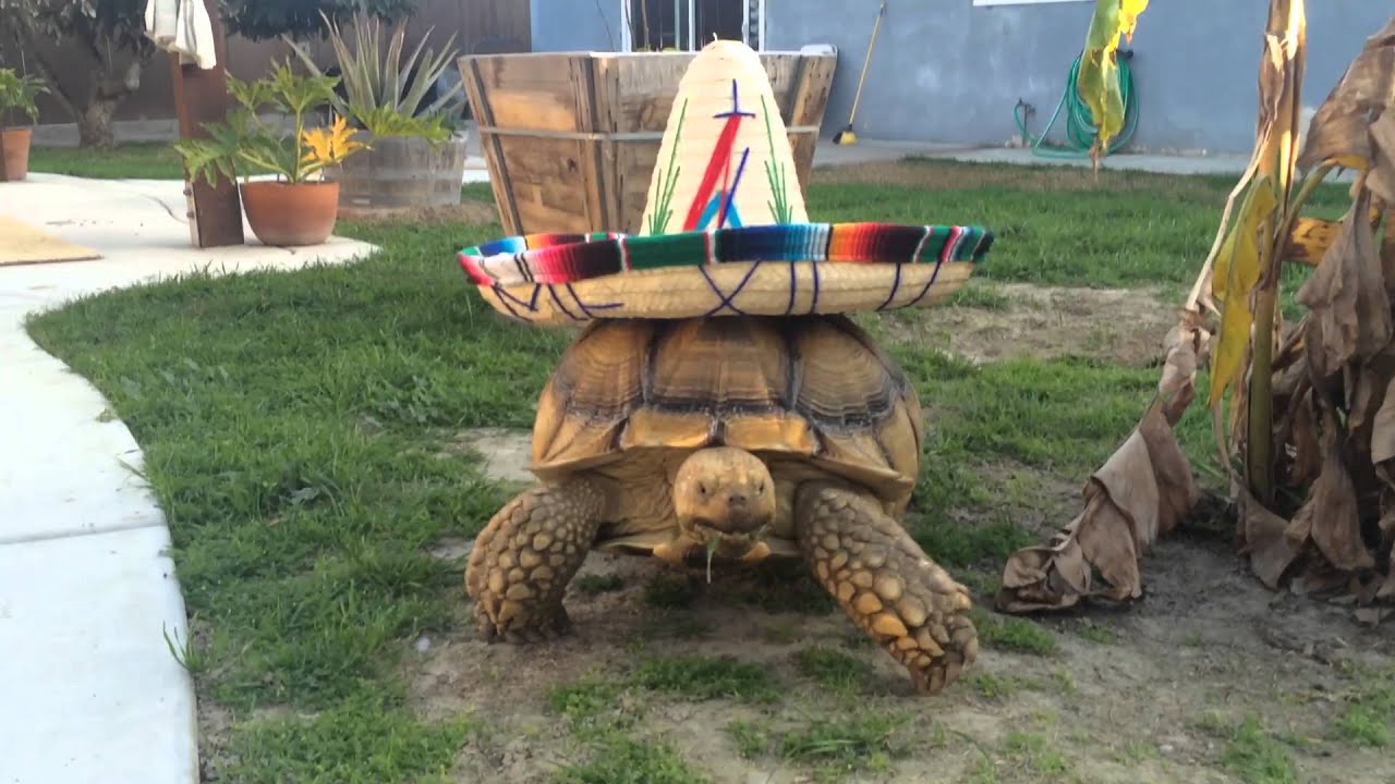 Mexican Tortoise - YouTube