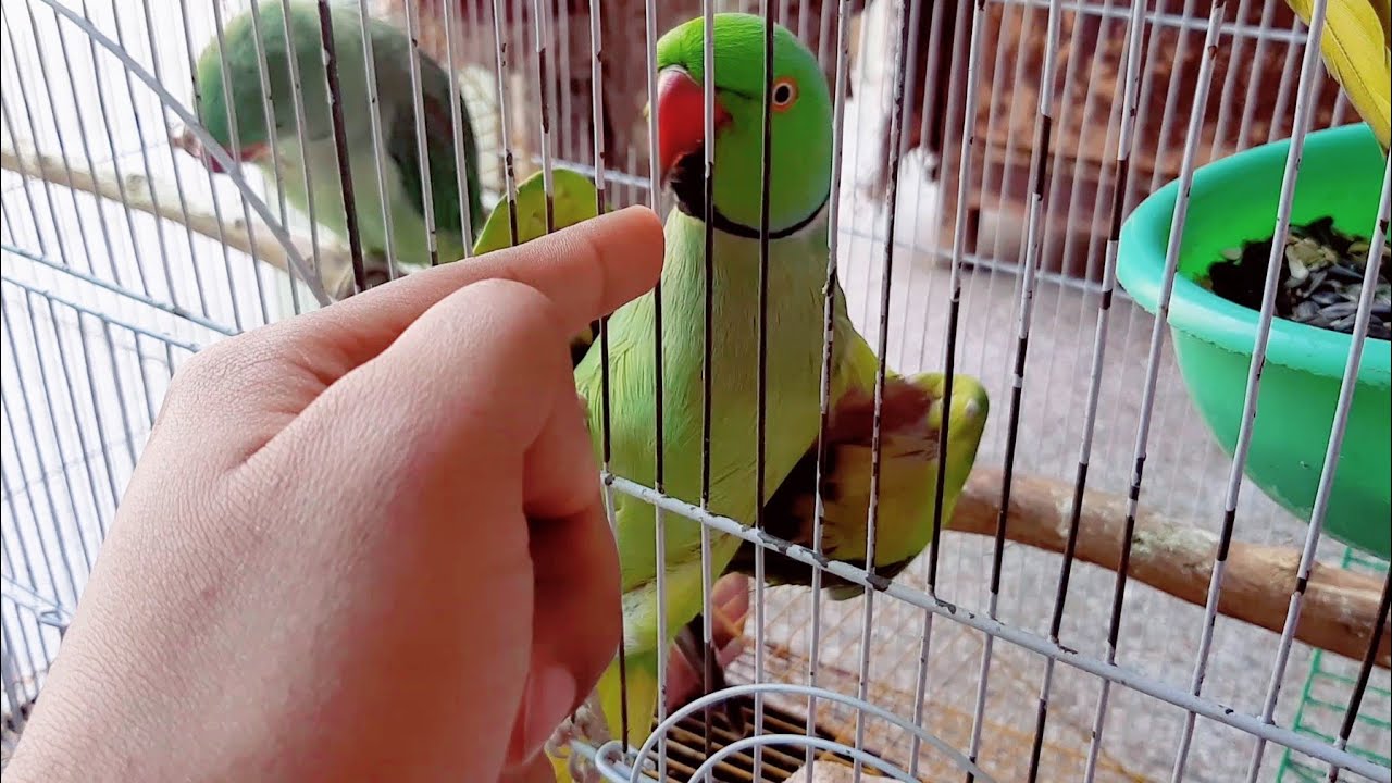 Alex The Talking parrot - YouTube