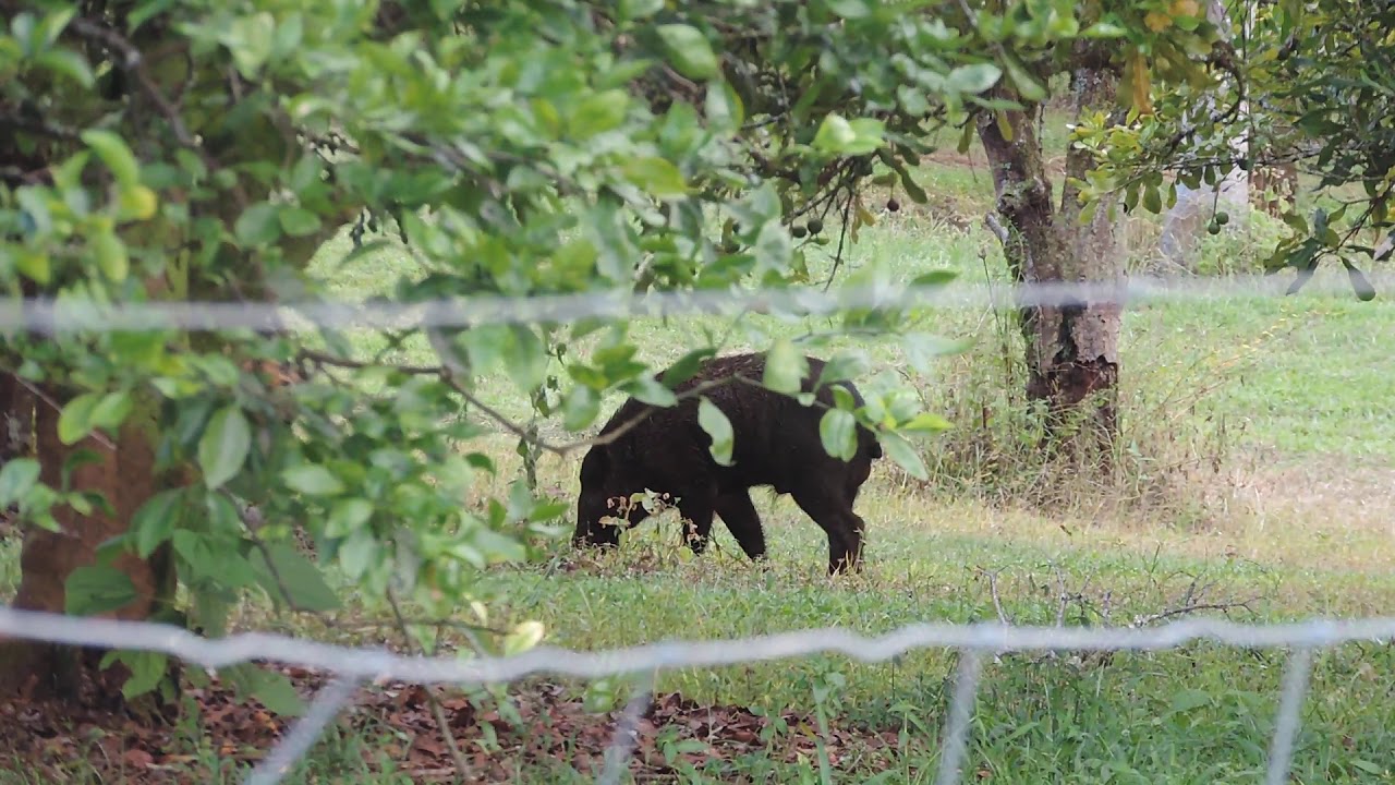 wild pigs hilo hawaii - YouTube