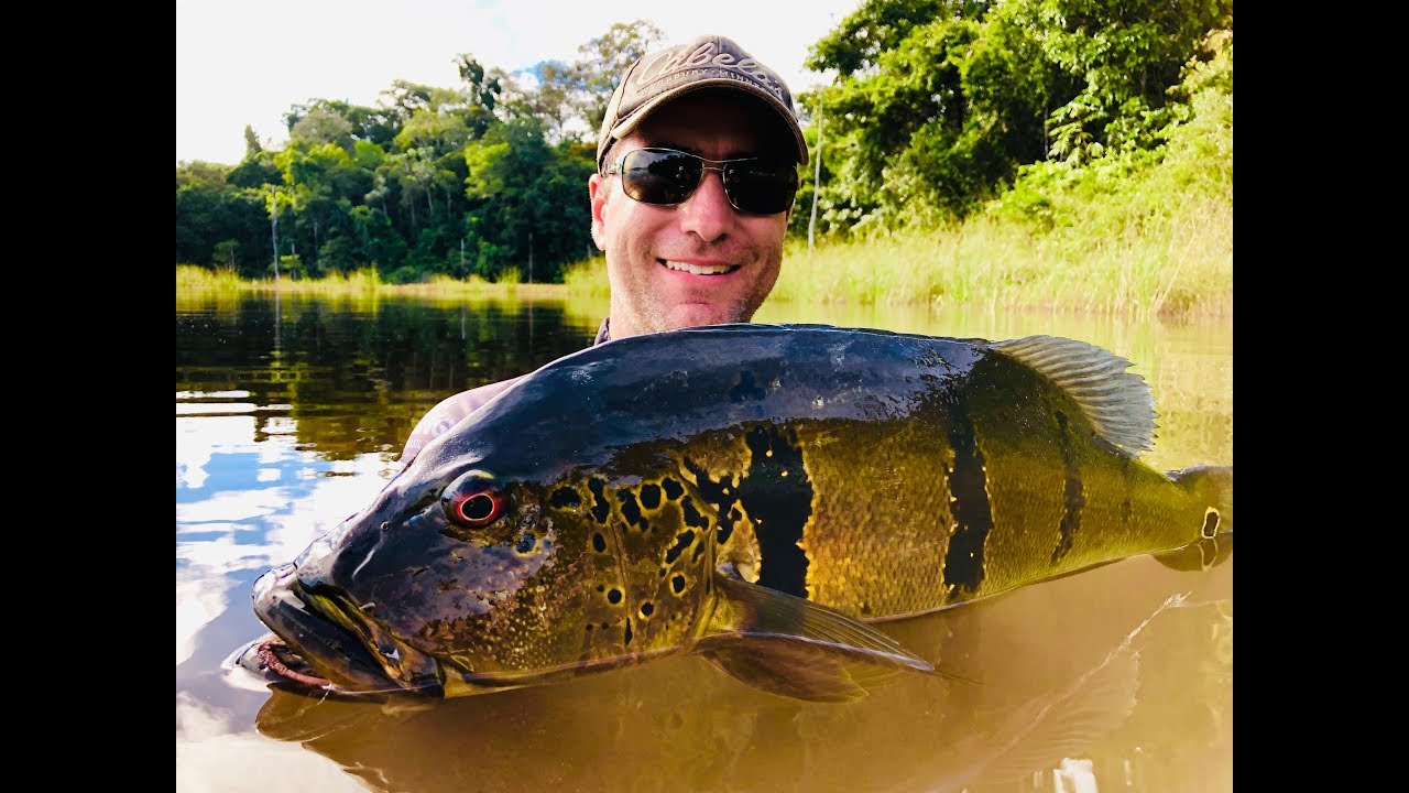 SHOW de Pescaria em Balbina-AM (Giant Amazon Peacock Bass) - YouTube