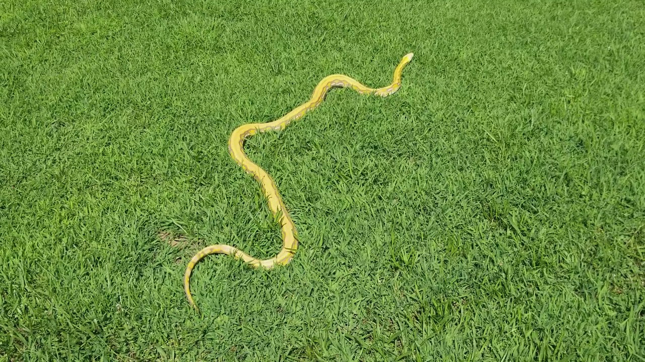 Orange Glow Tiger Reticulated Python - YouTube