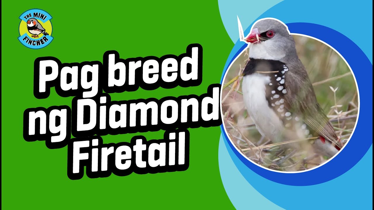 Shorts: Pag breed ng Diamond Firetail - YouTube