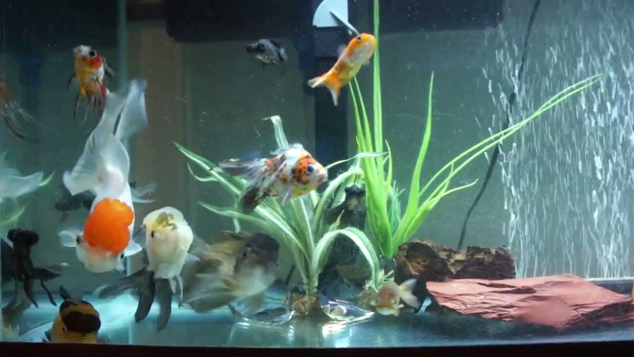 Ultra rare fancy Goldfish variety XXL Huge to small orandas ryukins ...