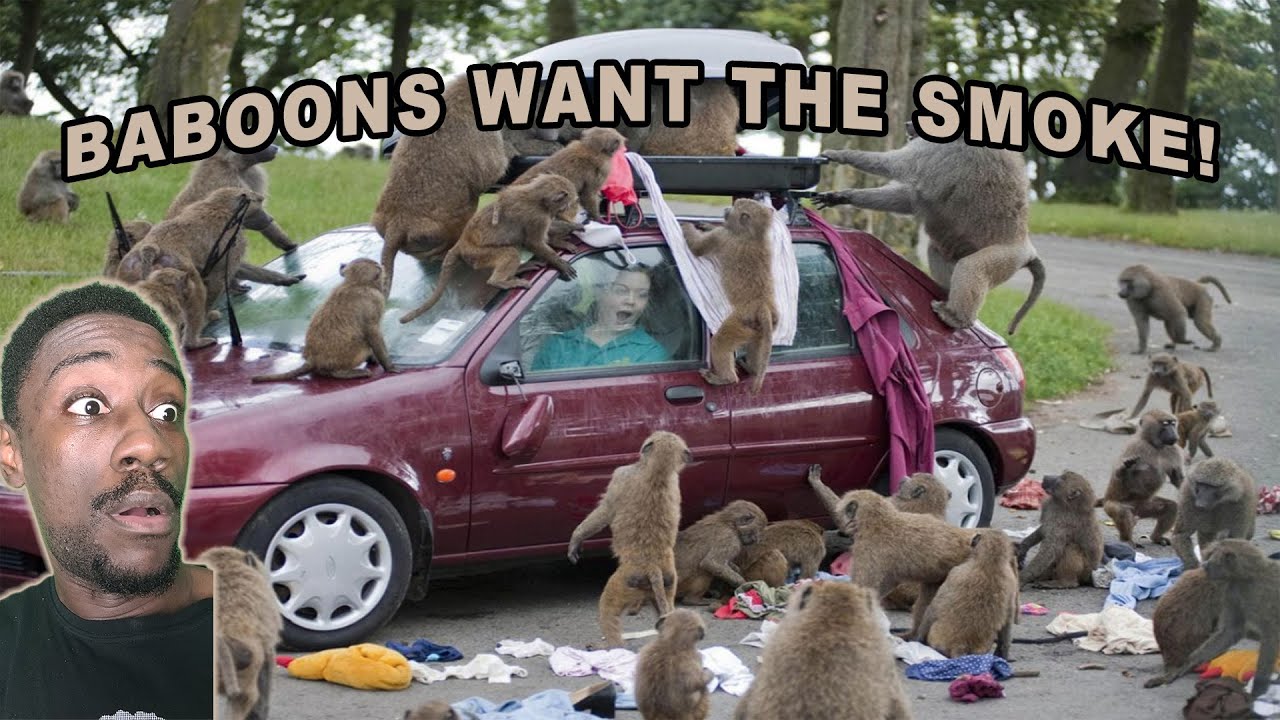 The Most Generational Rivalries in the Animal Kingdom | Casual ...