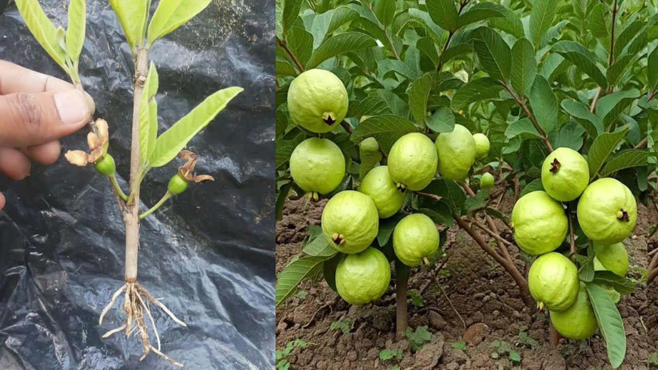 How to grow guava tree from cutting, cut and grow guava tree at home ...